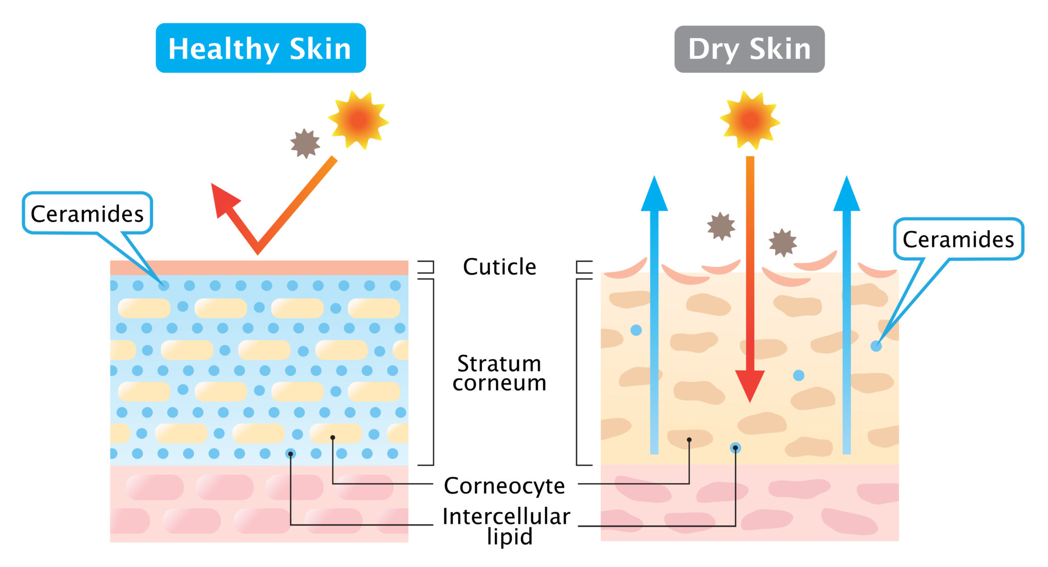 EVERYTHING YOU NEED TO KNOW ABOUT ANTI AGING SKIN CARE Flora s Vanity EVERYTHING YOU NEED TO KNOW ABOUT ANTI AGING SKIN CARE Flora s Vanity