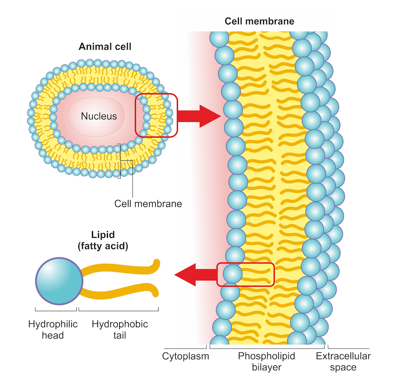 ALL ABOUT CERAMIDE ITS RELATIONSHIP TO SKIN AGING Flora s Vanity